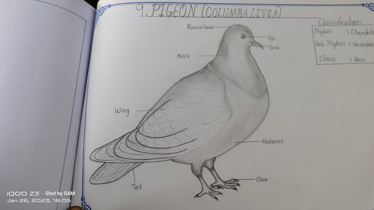 Pigeon Diagram Zoology