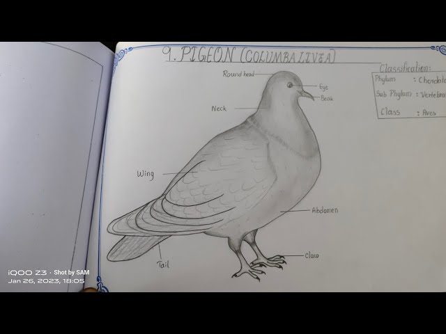 Pigeon Diagram Zoology