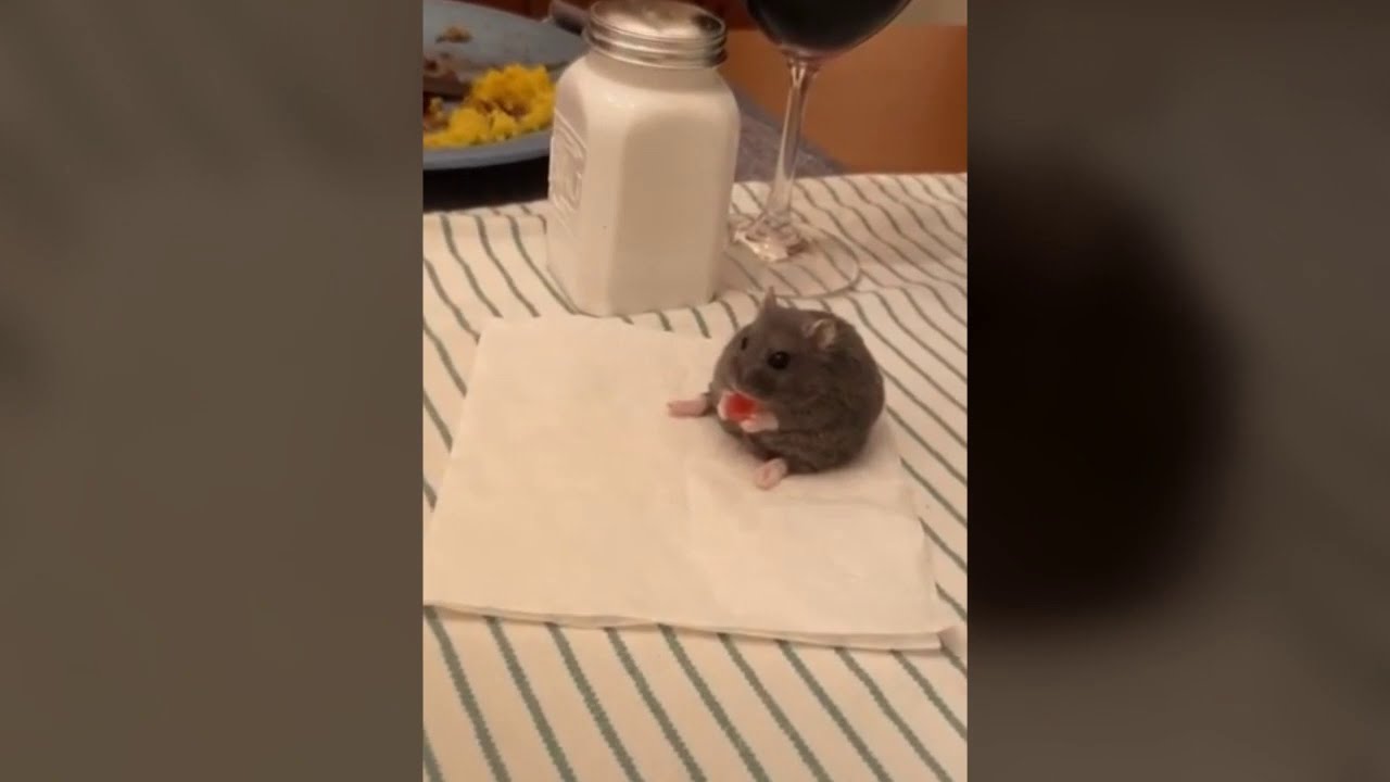 Mouse eating on a dinner table (Le Festin) - YouTube