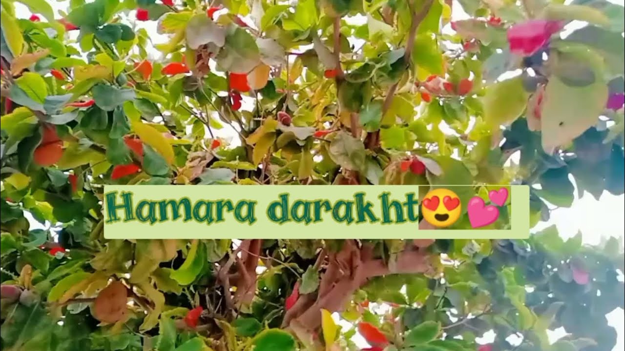 Hamara darakht😍 ️|| beautiful tree 🌲||#viral #shortvideo #funny #vlog # ...