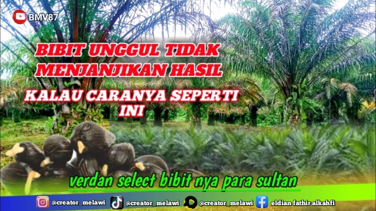 BIBIT SAWIT UNGGUL VERDANT SELECT,KEBUN SAWIT YANG TERBENGKALAI ...