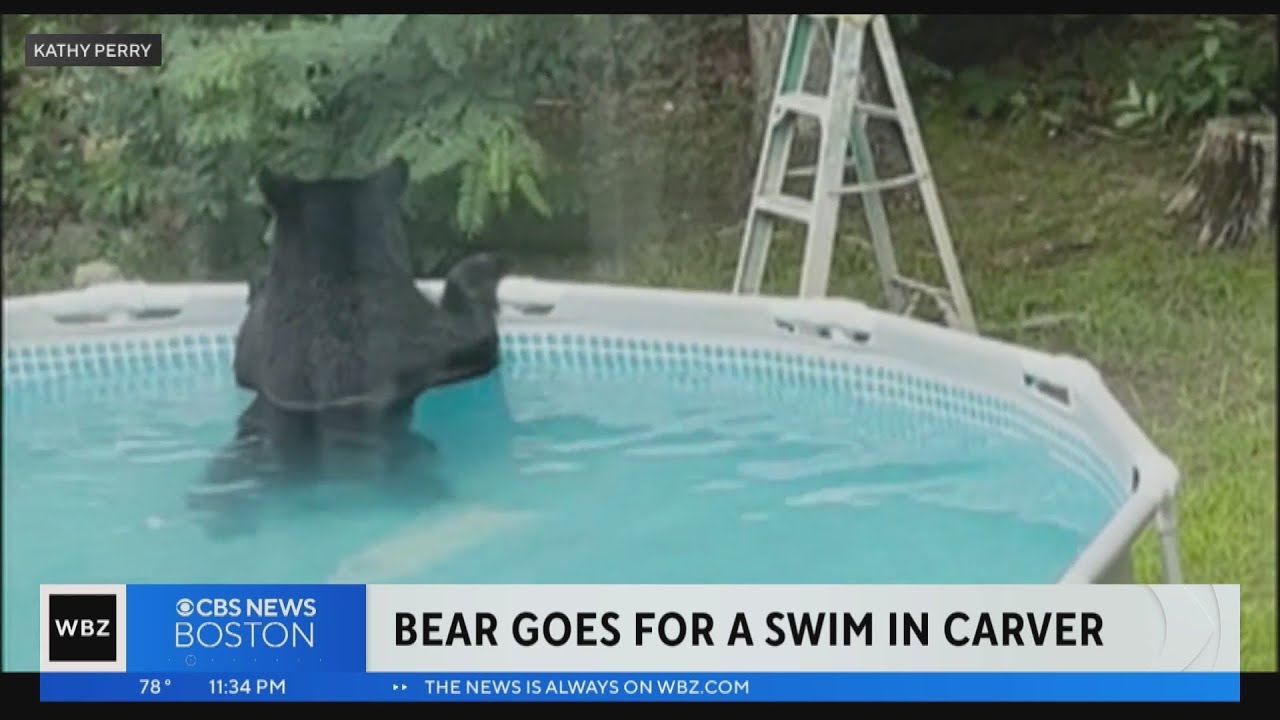 Bear takes a dip in Carver pool - YouTube