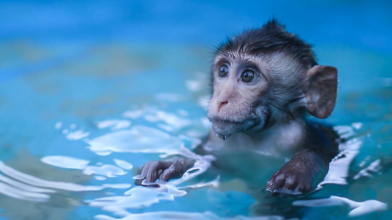 Monkey Baby Jo Jo Swimming alone In Pool - YouTube