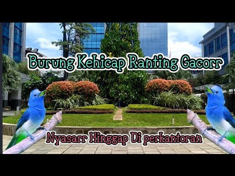 Burung Kehicap Ranting Gacor Nyasar Hinggap Di Perkantoran# ...