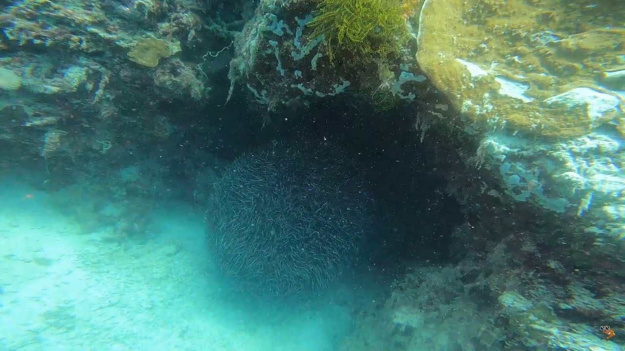 공모양으로 뭉쳐있는 물고기떼 A swarm of ball-shaped fish - philippines - YouTube
