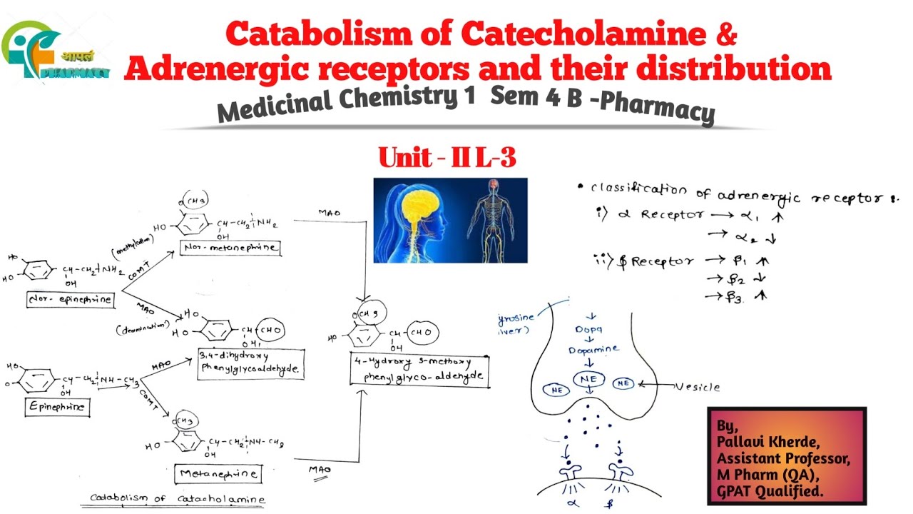 Catabolism of Catecholamine & Adrenergic receptors and their ...