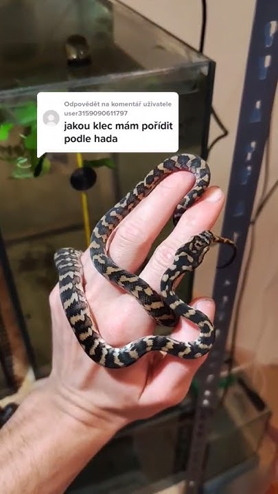 KLEC PRO HADA #fyp#protebe#had#hadi#chov#chovatel#teraristika#trend#trendy#cz#czech#sokolik ...