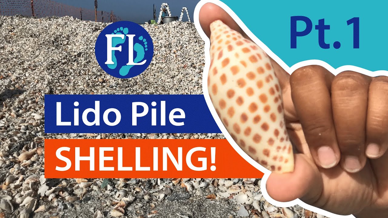 Lido Beach Dredge Pile Shelling, Pt. 1 #seashells #florida #lidobeach ...