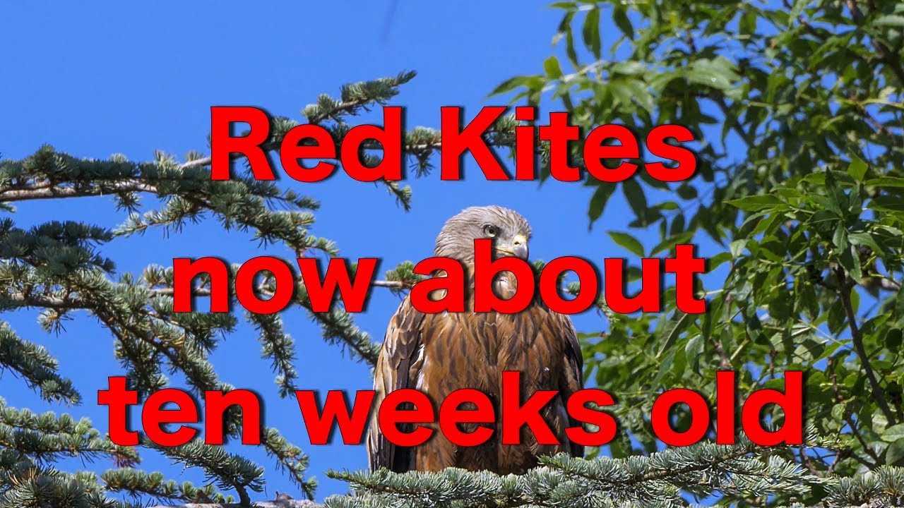 Red Kite chicks around ten weeks old in 4k with GH4 panasonic 100-400 ...