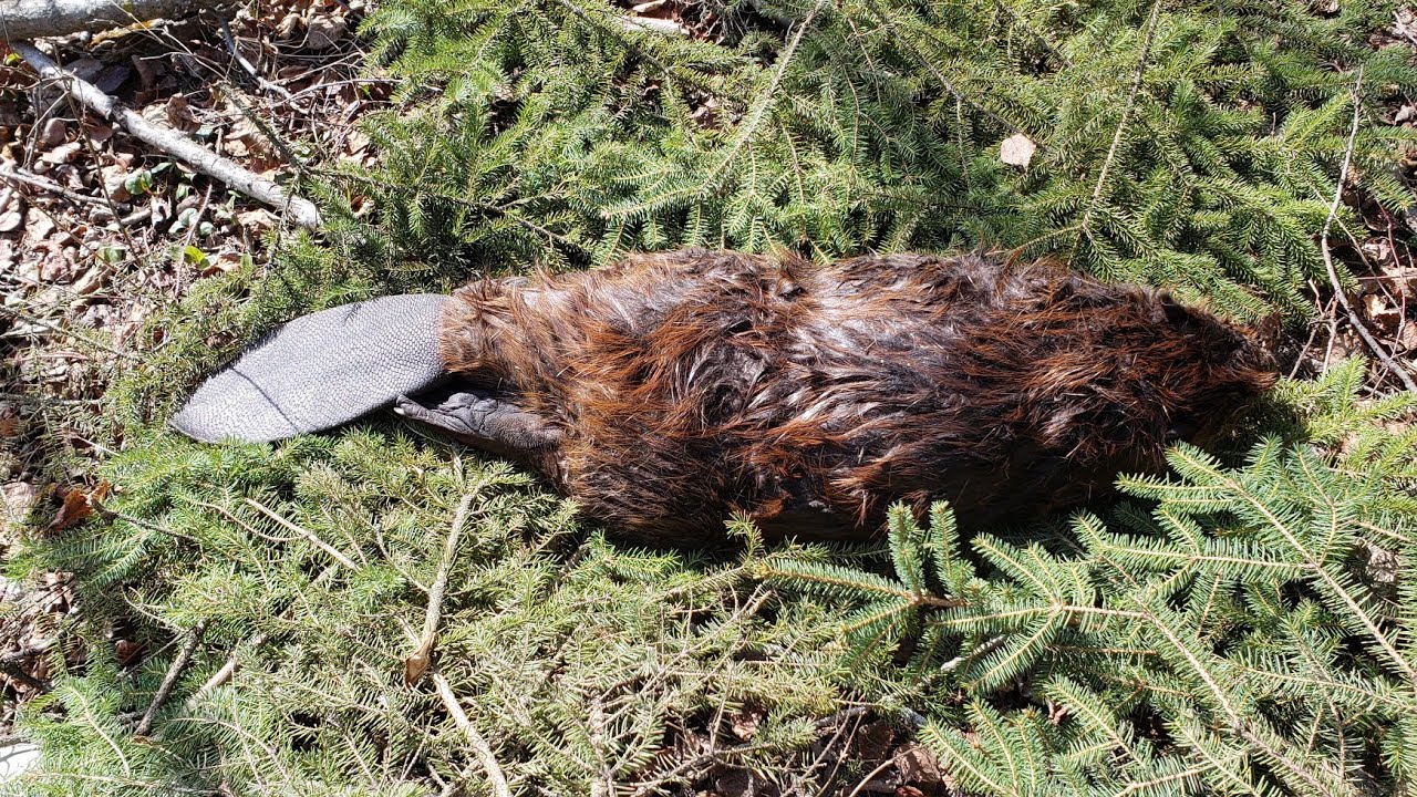 The CAMO Cowboy Outdoors. Beaver trapping. May 3, 2020 - YouTube