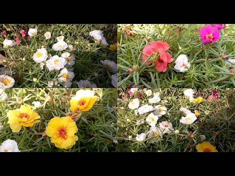 How to grow & care Portulaca plant / How to collect seeds / Humaira ...