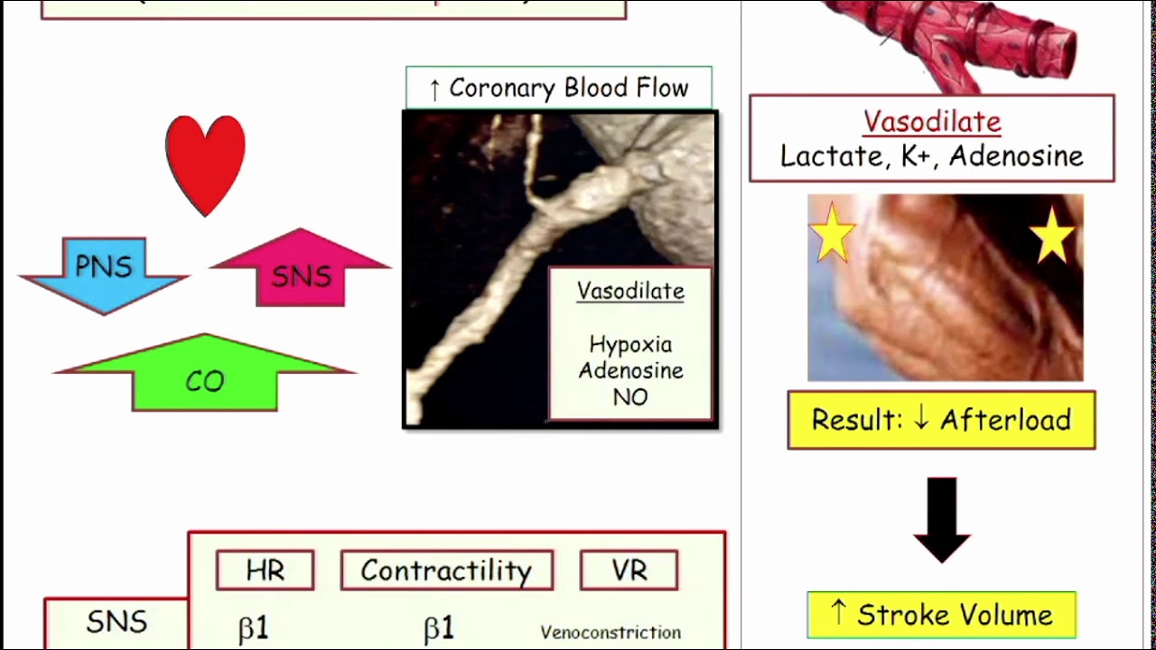 12DaysinMarch, Podcast Series, Exercise Physiology for the USMLE Step ...