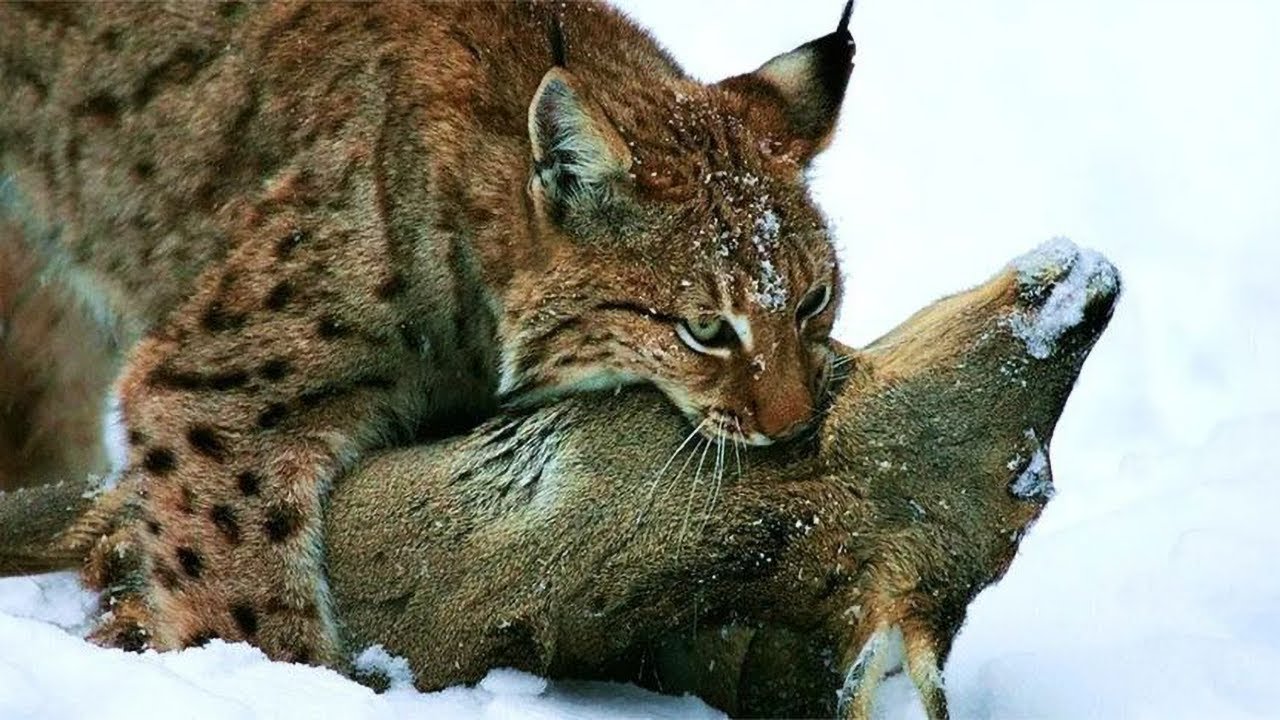 Lynx VS Fox, wild animal attack - YouTube