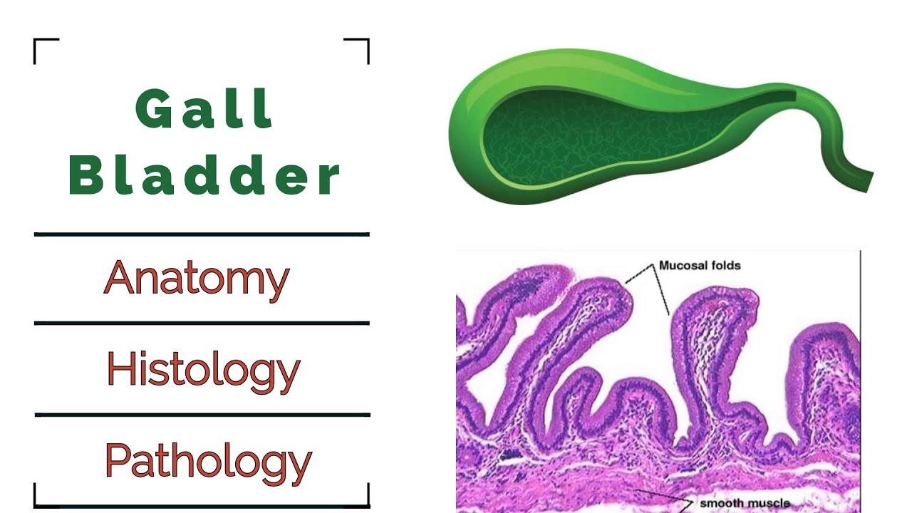 Gall Bladder | Anatomy | Histology | Pathology | Cholecystitis ...