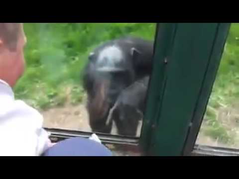 Hayvanat Bahçesinden Kaçmak İçin Yardım İsteyen Maymun