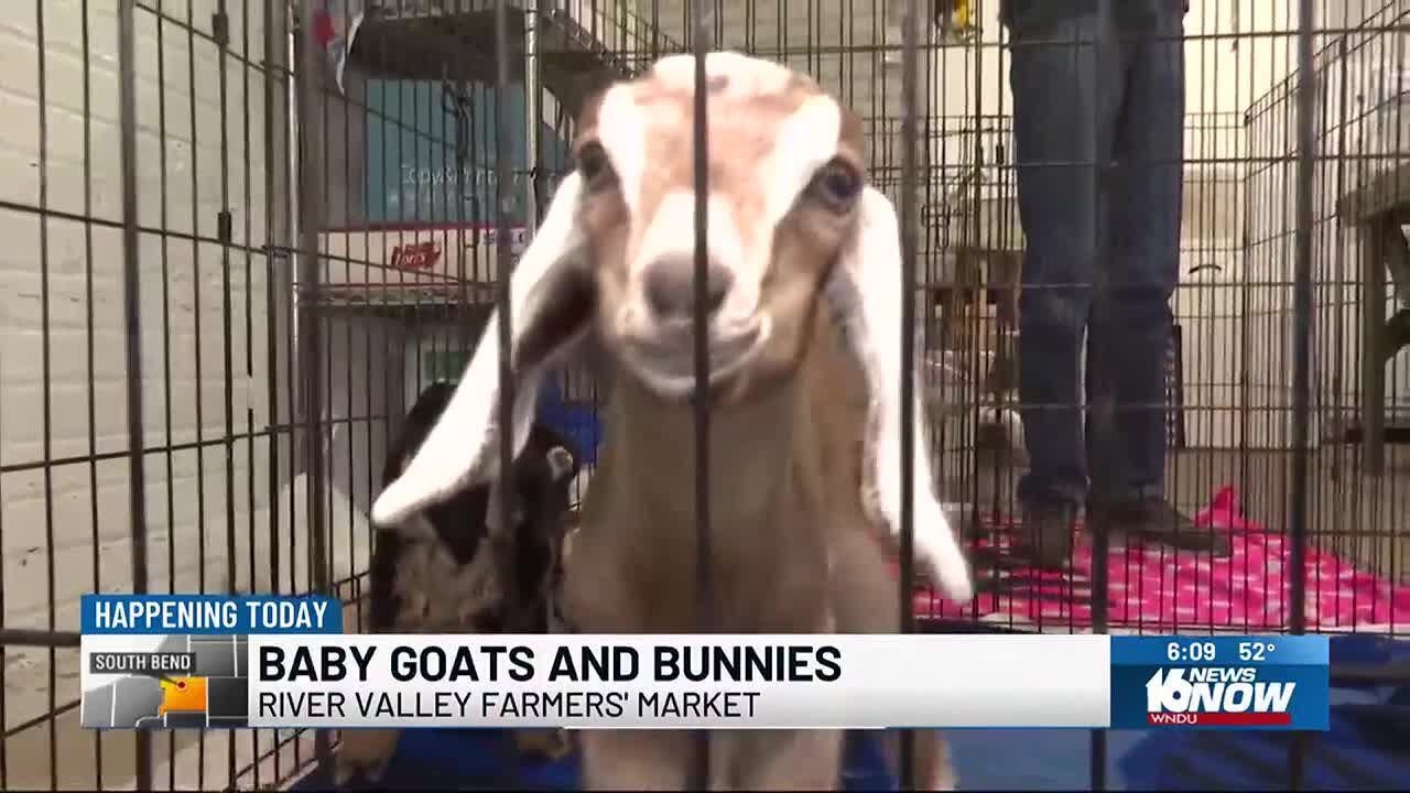 Bunnies, baby goats bring Easter spirit to River Valley Farmers’ Market ...