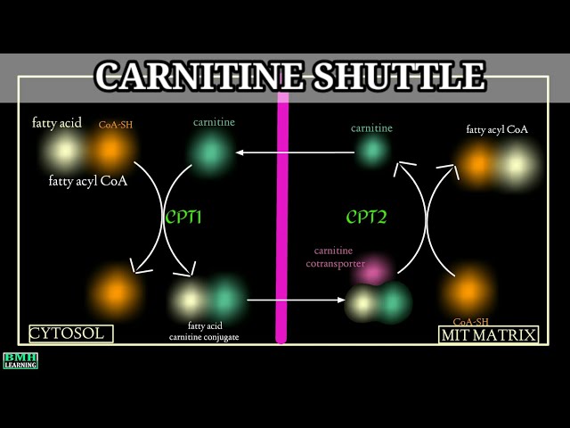 Carnitine Shuttle