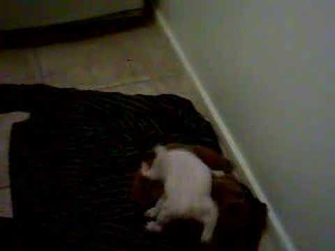 spufi parte 1 - YouTube