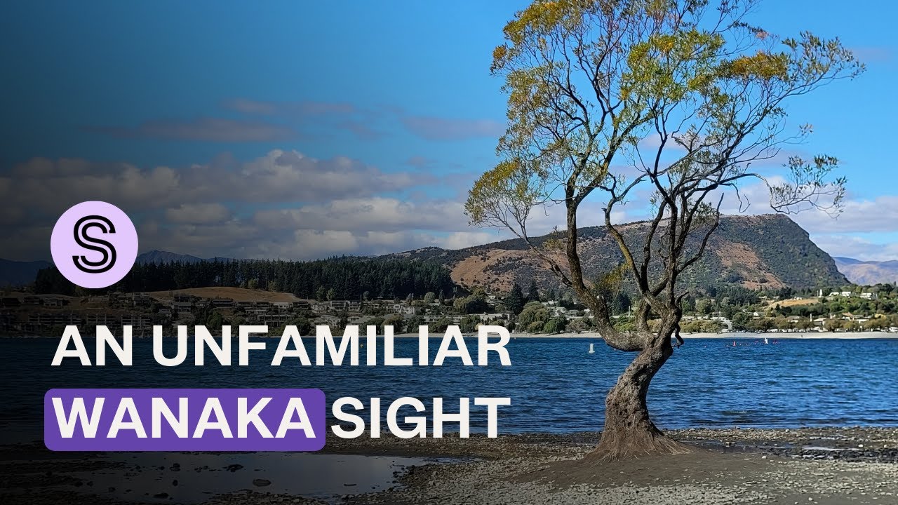 Iconic Wanaka tree fully exposed as dry summer parches lake | Stuff.co ...