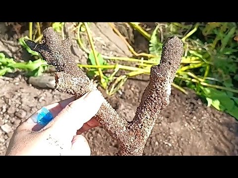 Coral Found At Bottle Digging, Bottle Digging UK - YouTube