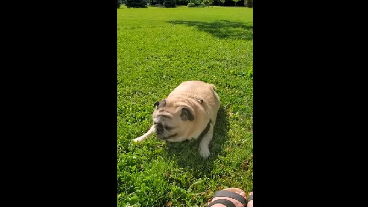 Pug Rolling On Grass - YouTube