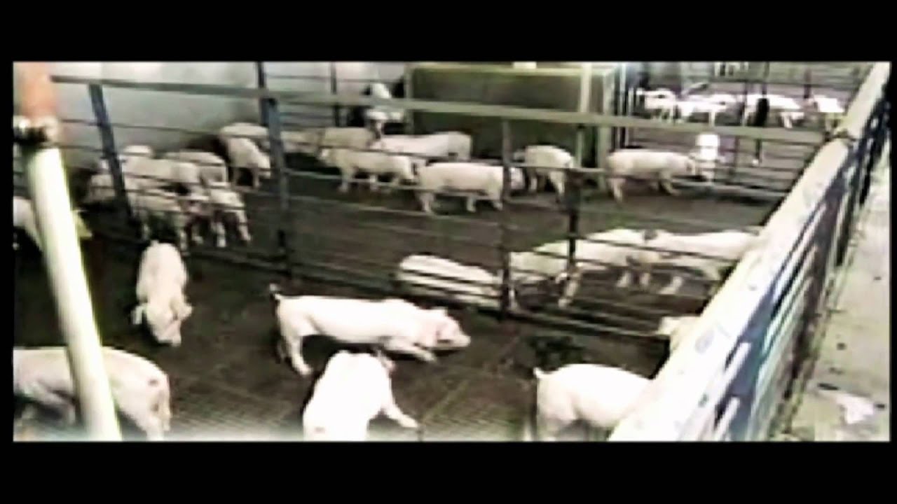 Pig prother - YouTube