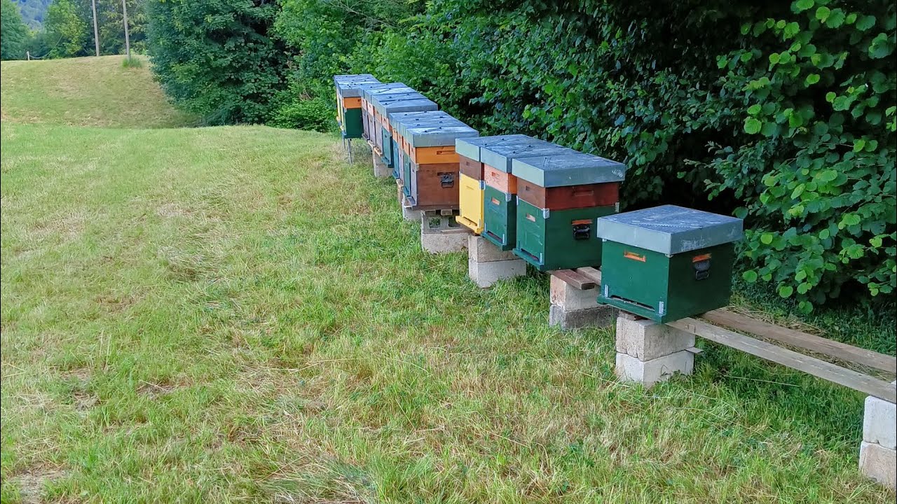 Raccolta dei Melari in Montagna - YouTube