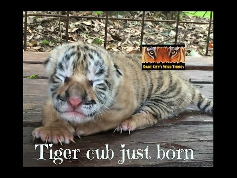 Tiger cub just born