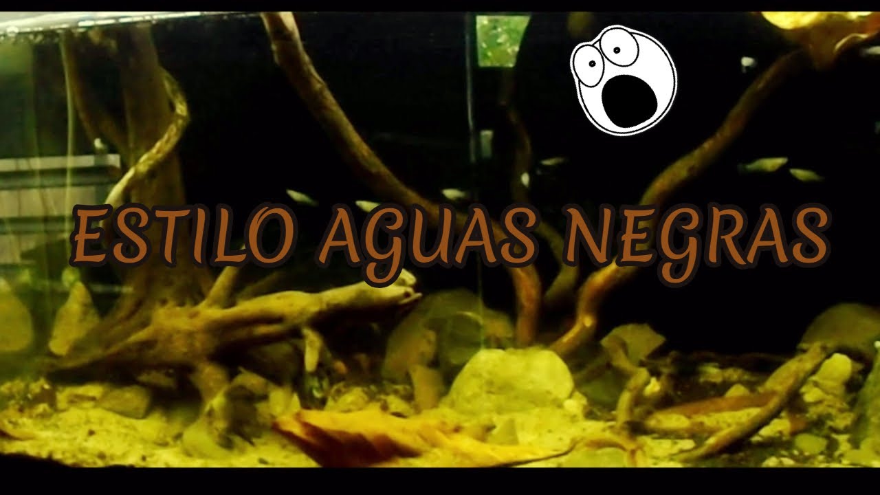 ACUARIO TIPO BIOTOPO ESTILO AGUAS NEGRAS\\friscomisco - YouTube