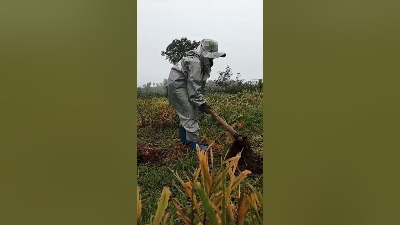 magharvest ng tanim na luya. - YouTube