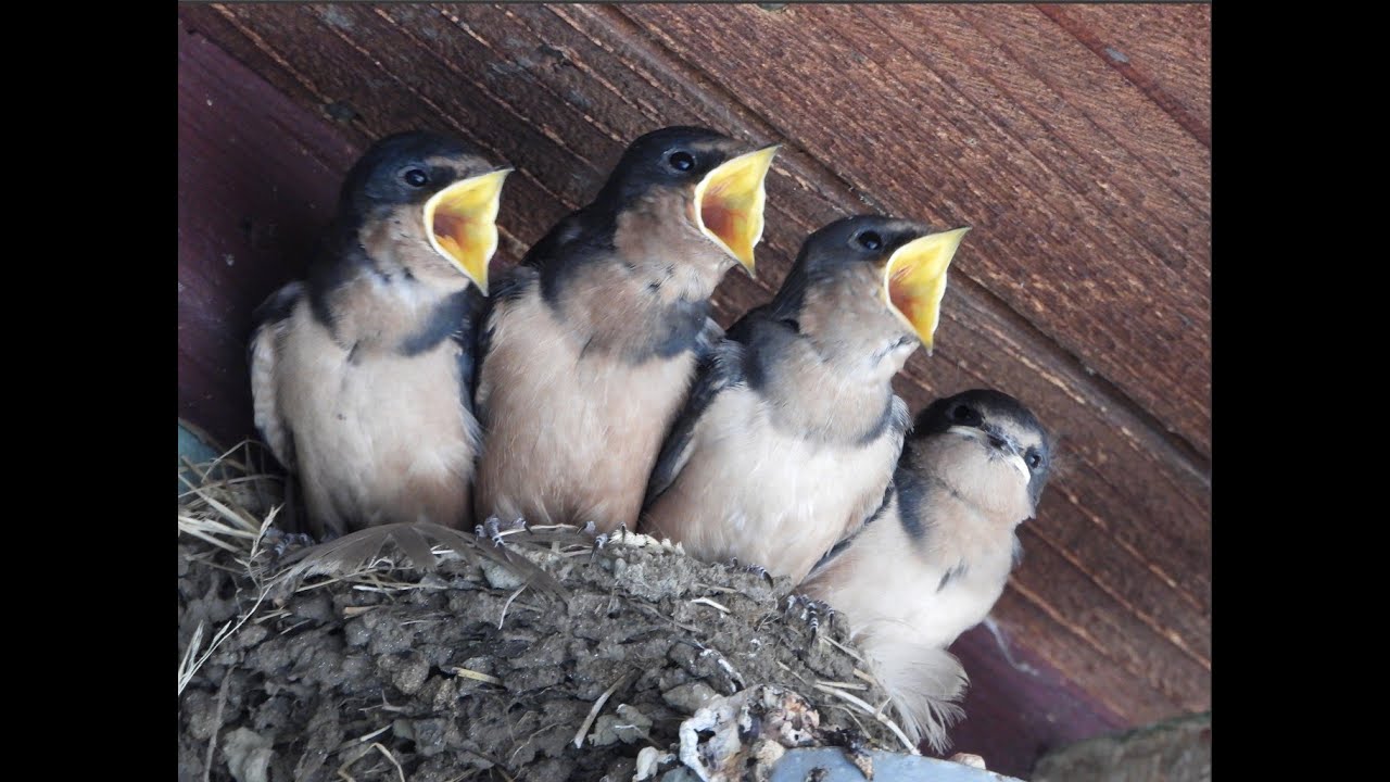 july 19 2025 16:28 - Barn Swallow Nestlings at the Co-op - YouTube