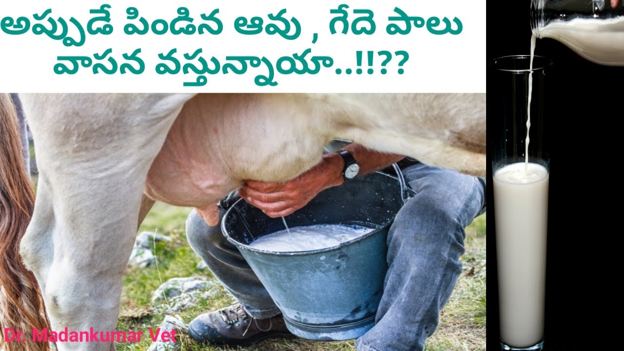 How to control Smell in Milk? | Increase in Milk production in ...