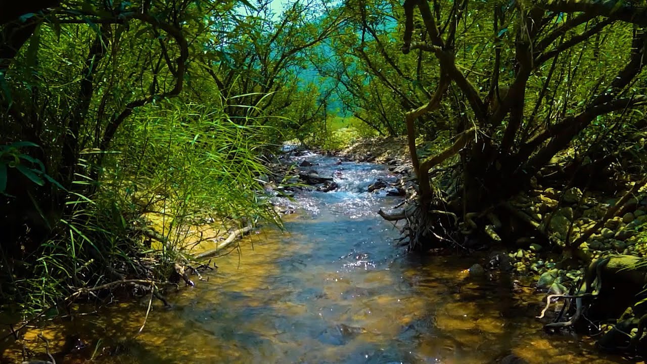 Calm stream, majestic natural sounds - Study, meditate, relax .ASMR ...