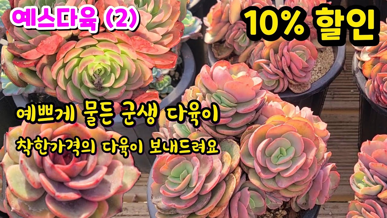 예스다육2 예쁜 국민 다육이 가격 착하게 10까지 할인 보기 드물게 나오는 다육이 품어 보세요 수연 피치민트 꾸냥 앙팡금