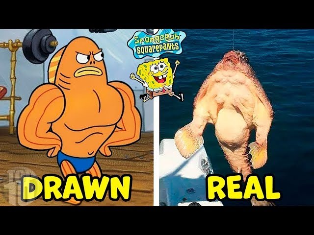 What Does Spongebob Squarepants Look Like In Real Life 2023 Mahabhar ...