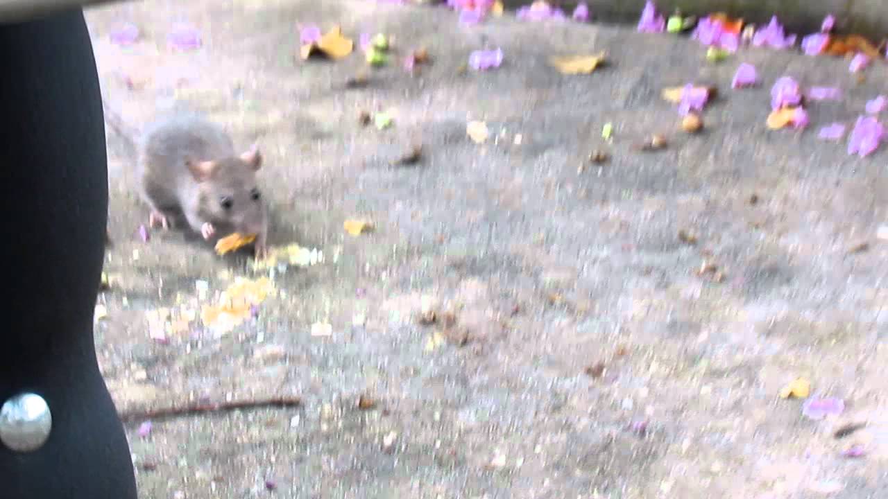 The Real Mickey Mouse at Universal Studio, Orlando, Florida - YouTube