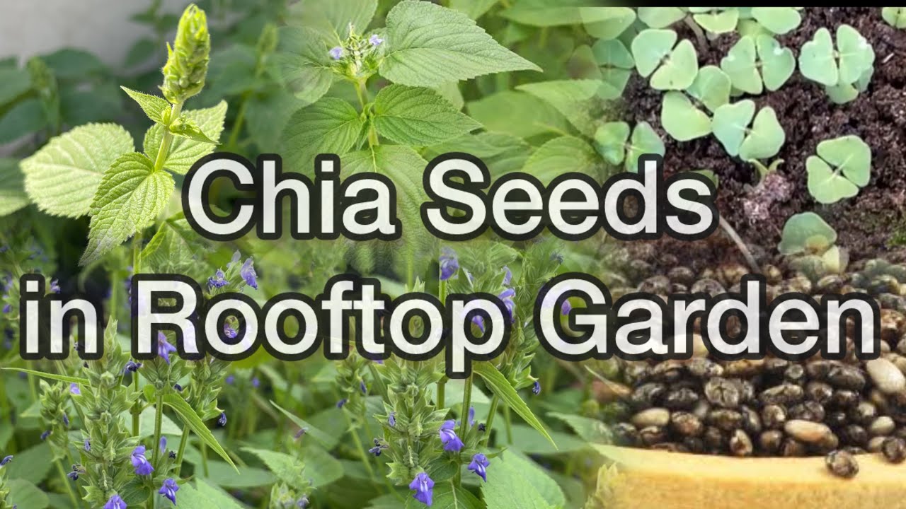 Growing Chia Seeds at home | Chia Seeds Flowers | Chia Seeds growth ...