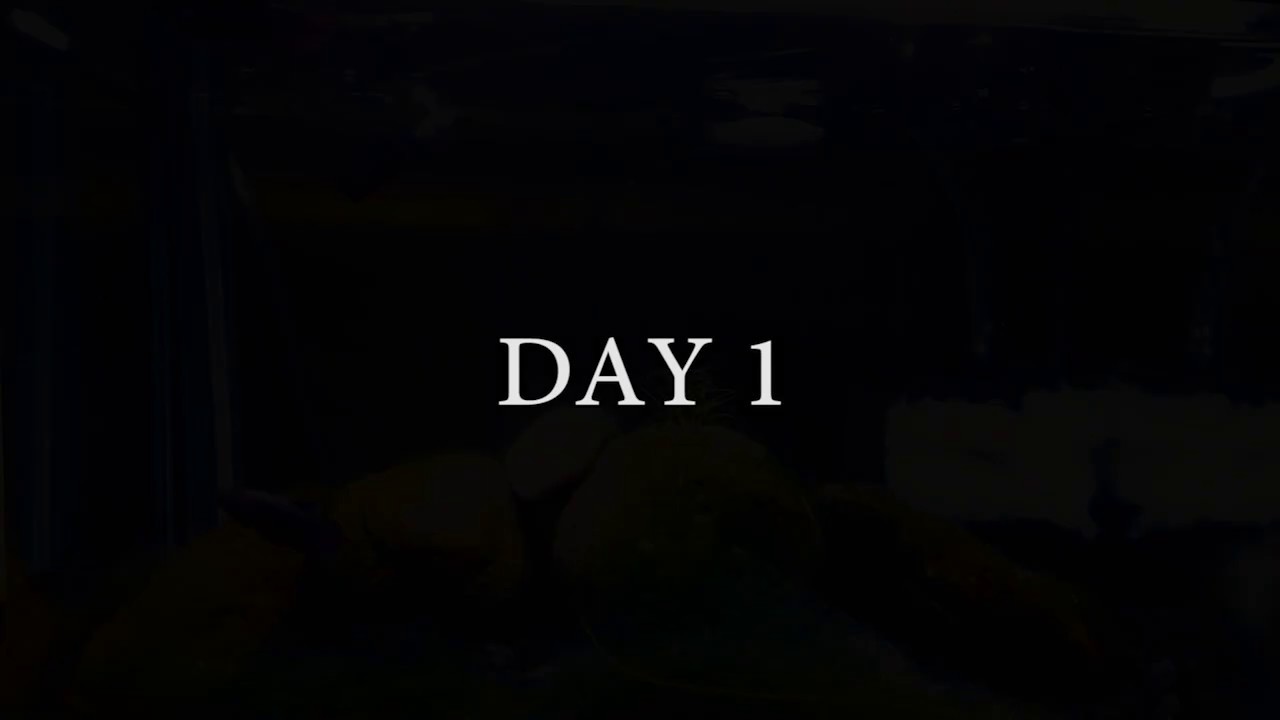 sleep relaxation - slow music - no sound just asmr | Day 1 Mini ...