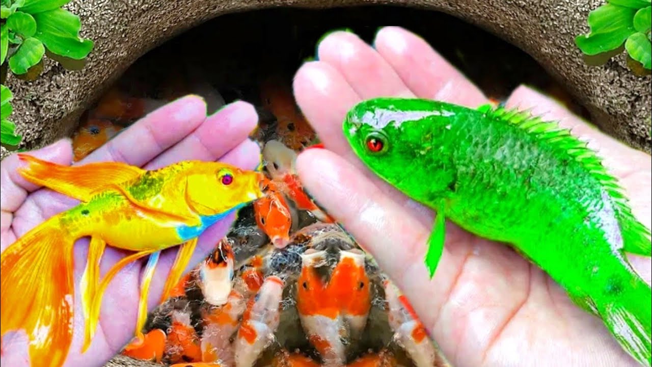 WowCatching Strange Fish In Giant Surprise Colorful koi, Kim Kim Fish ...