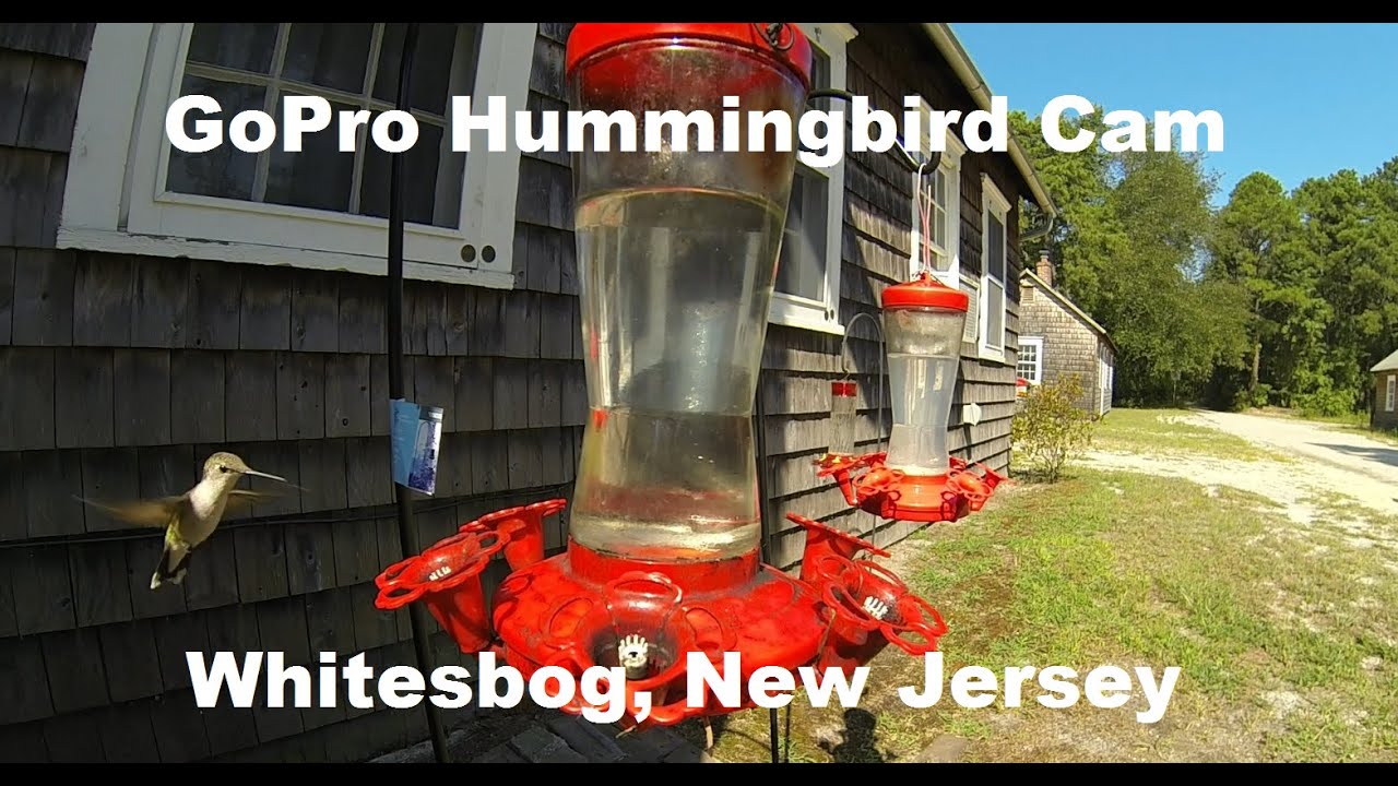 GoPro Hummingbird Cam - YouTube