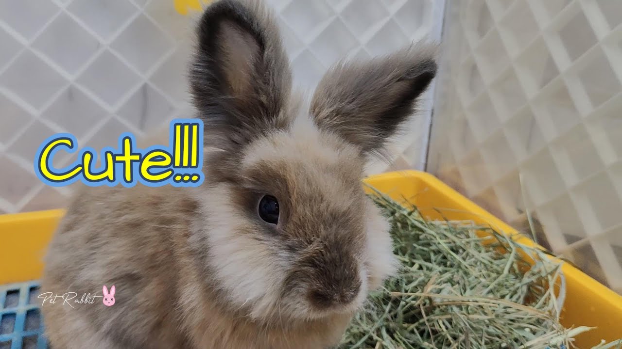 Funny and Cute Bunny Rabbits Compilation Videos 25 - YouTube