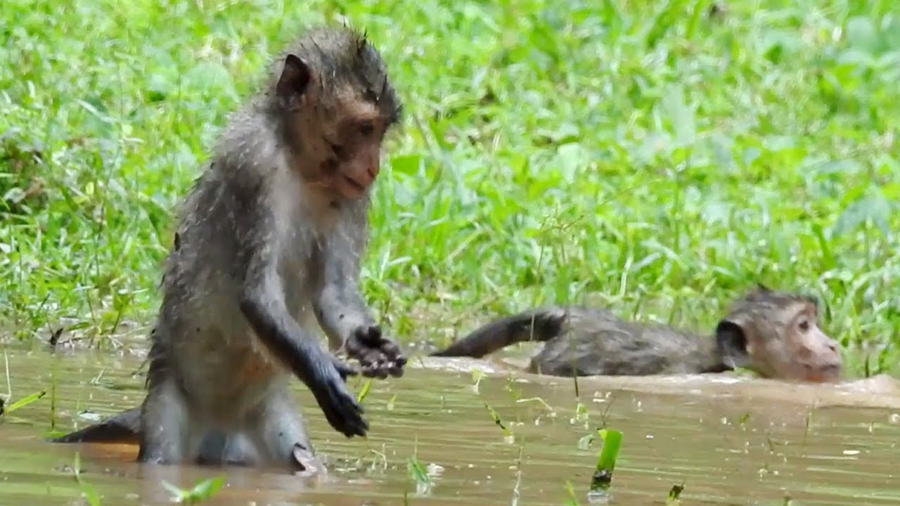Monkeys playing in the water and monkey jumping into water - YouTube