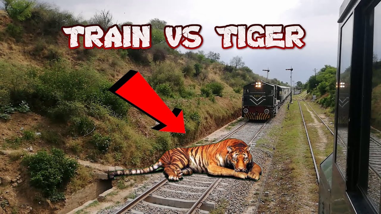 Crazy Tiger comes infront of Train in Jungle and escapes very rare ...