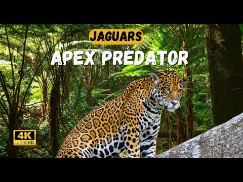 Amazon's Apex Predators: The Jungle's True Rulers - Discovermagz.blog