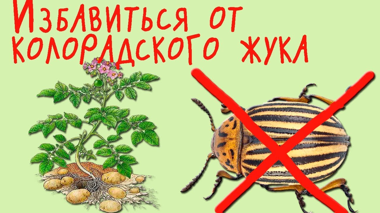 Как избавиться от КОЛОРАДСКОГО ЖУКА! 100% ГАРАНТИЯ. Скажем нет ...