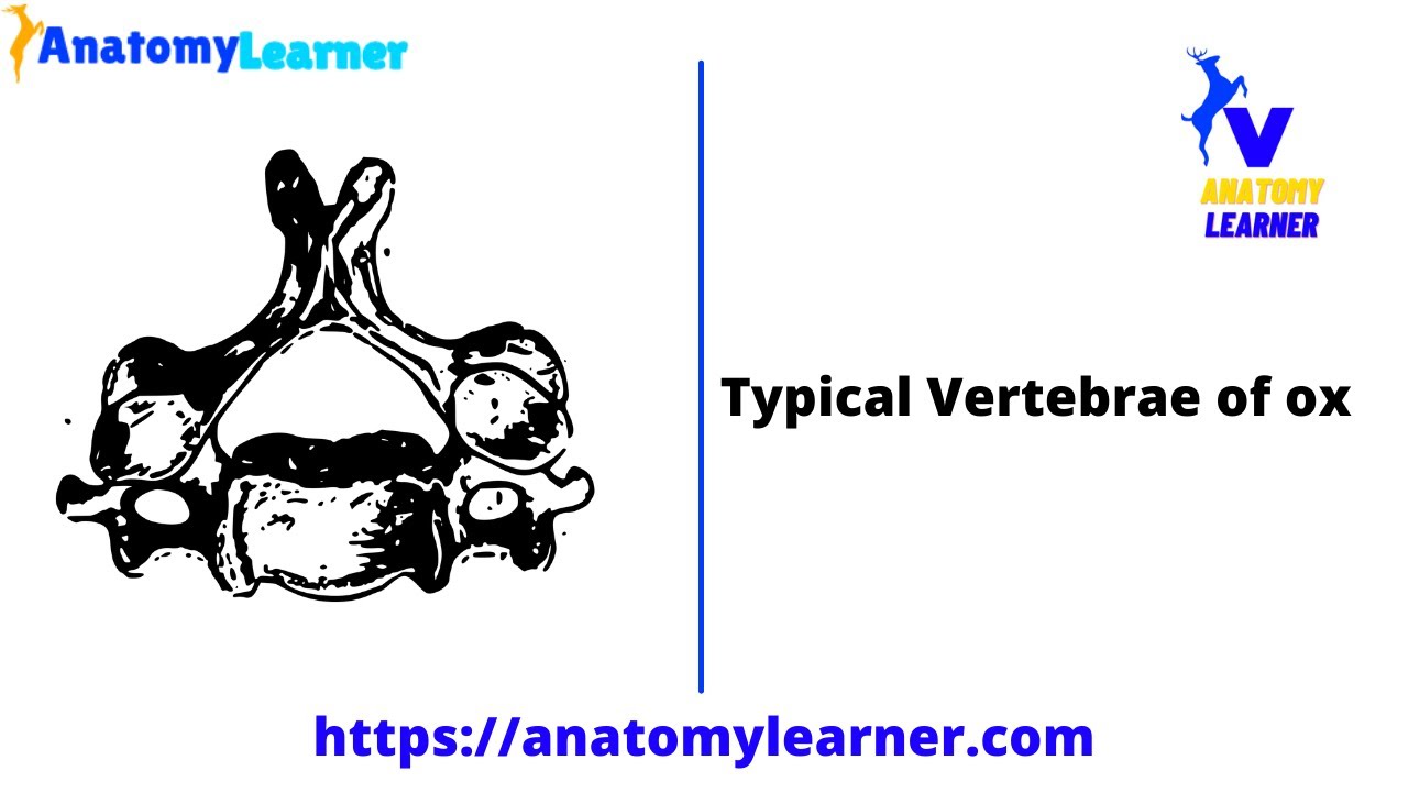 Typical vertebra of ox - Osteological Features with Labeled Diagram ...