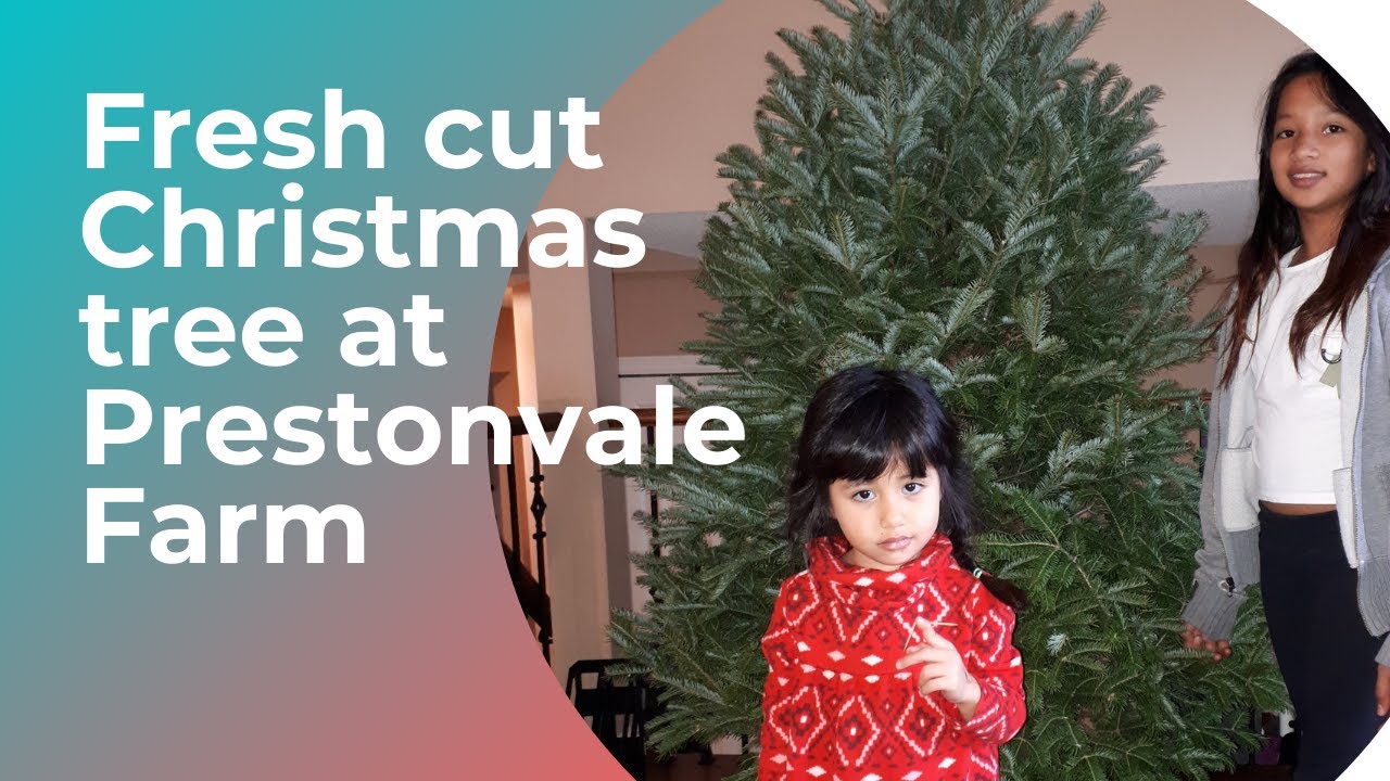 Prestonevale Tree Farm - Cut your own Christmas Tree, Courtice - YouTube