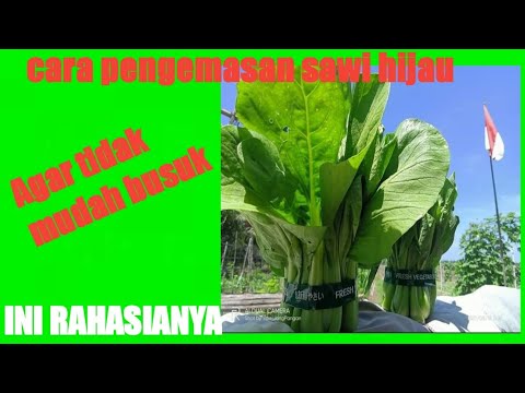 begini cara pengemasan sawi hijau agar batang sawi tidak mudah busuk ...