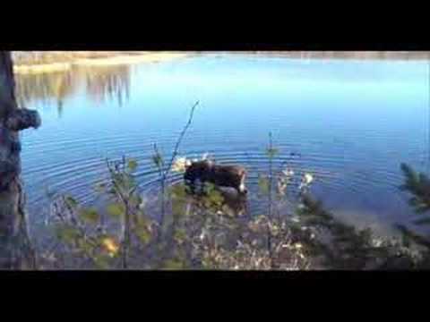Manitoba Hunting - Moose at Canadian SubArctic Hunting - YouTube