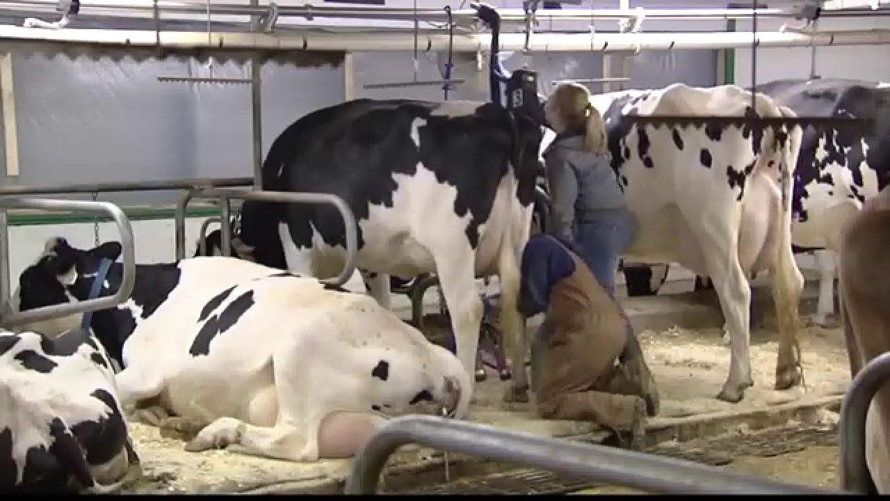 1/12/16 Lunch for Livestock: The Growth of Grass-based Farming in VT on ...